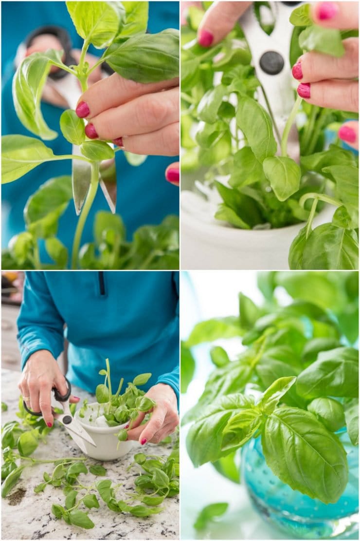 How to Root Basil from Cuttings - The Café Sucre Farine